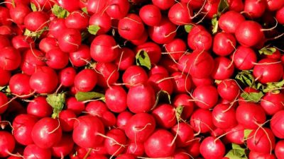 Comment cuisiner les radis ? - Présentation, production et recettes de ...