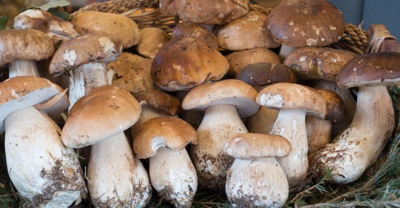 Recette de cèpes - kitchen theorie